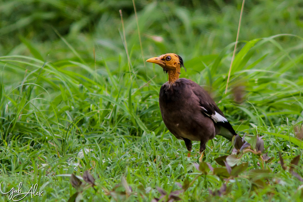 Martin triste, oiseau exotique de La Réunion - Faune de La Réunion ...