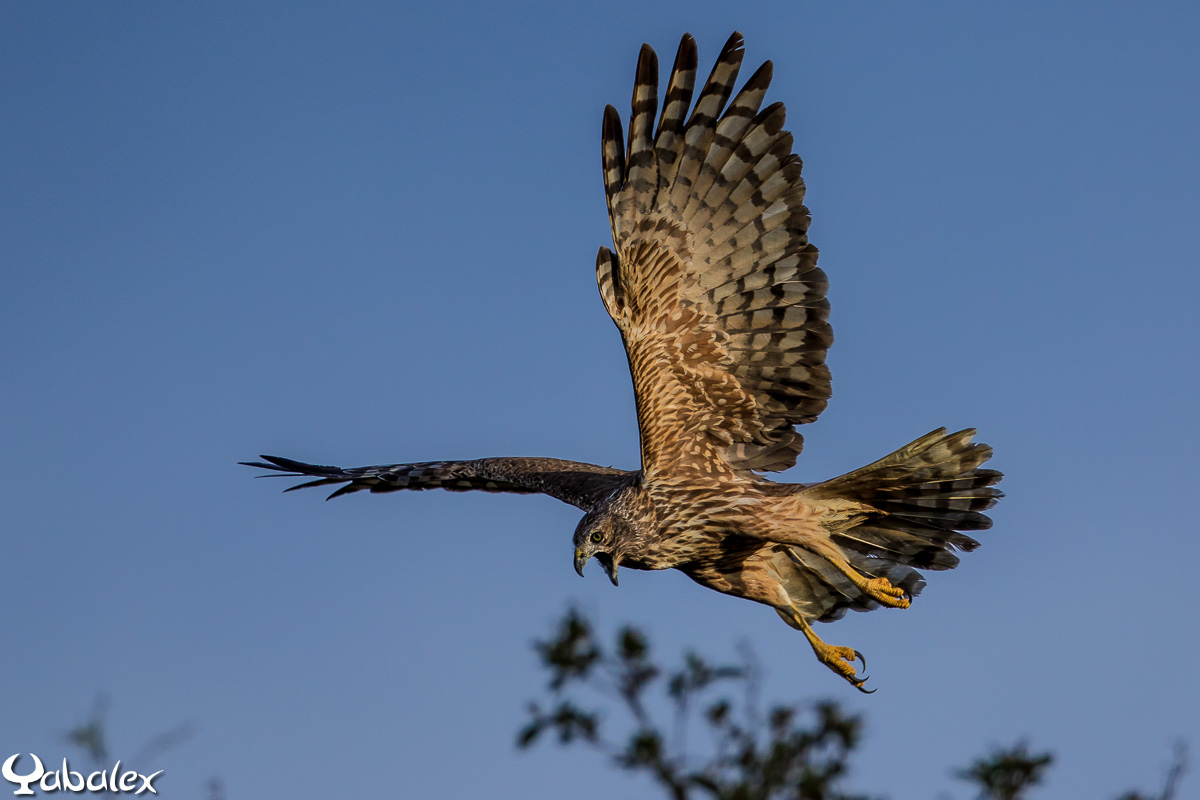 Le papangue, le seul rapace nicheur de l’île - Faune de La Réunion ...