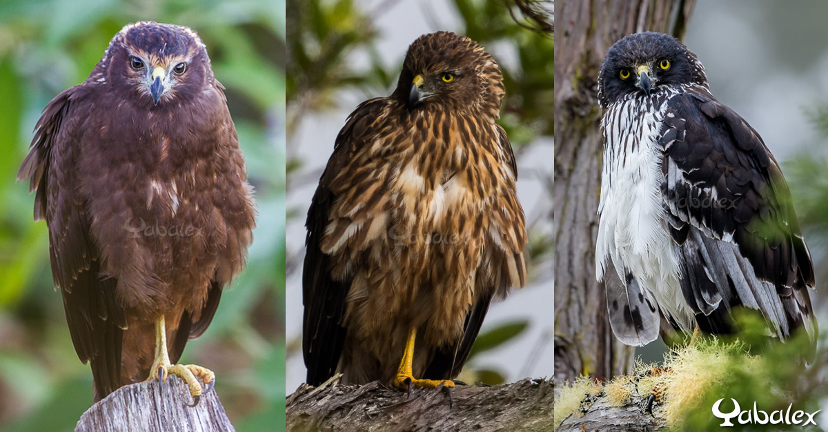 Le papangue, le seul rapace nicheur de l’île - Faune de La Réunion ...